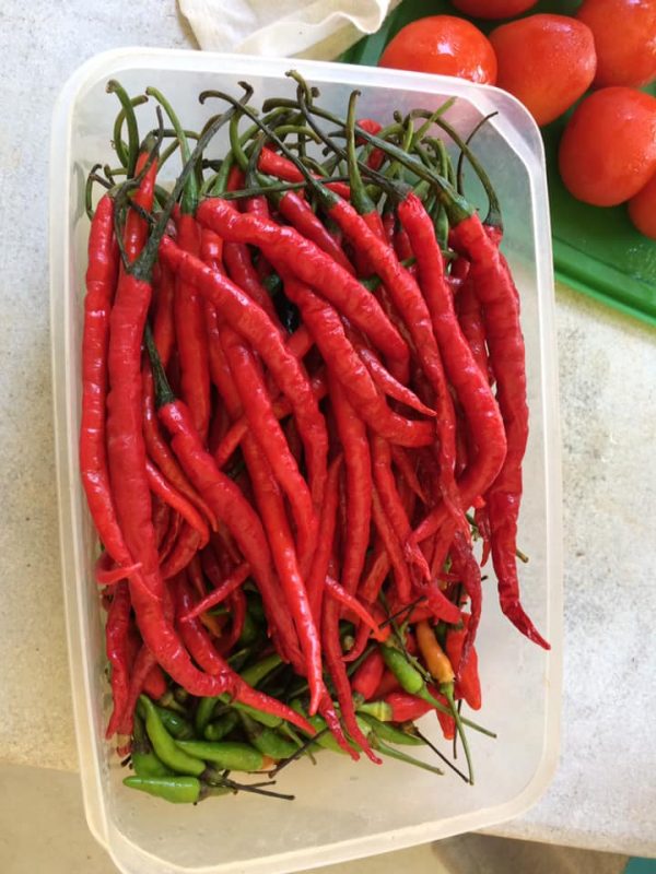 Kisah Cabe Selama Lockdown - Keluarga Sirkus